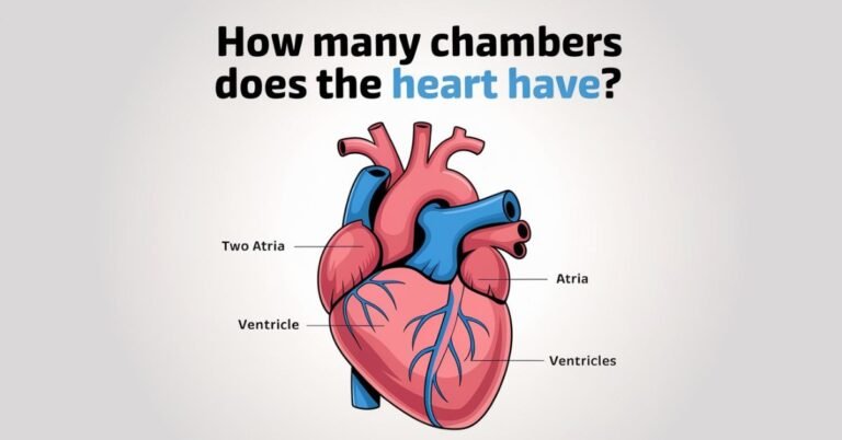 How Many Chambers Does the Heart Have? FitLifeWay